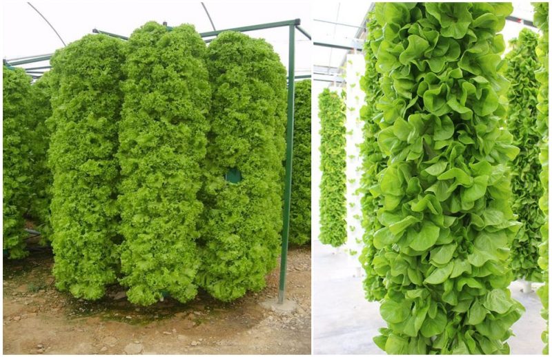Vertical cultivation, the fascinating task of feeding the world when ...